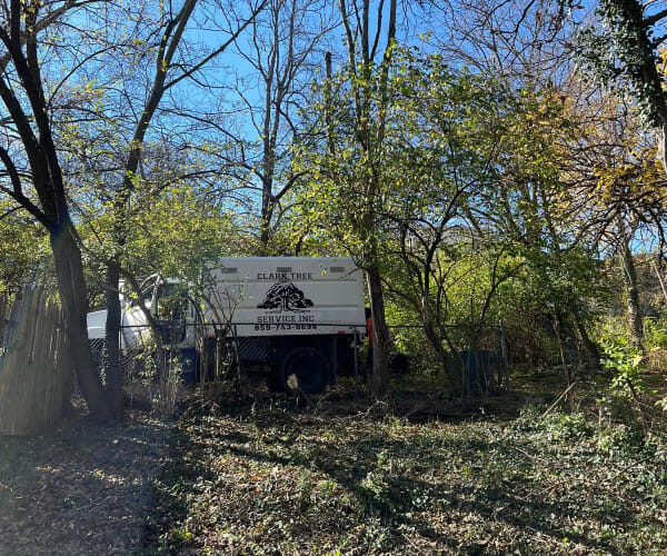 Tree Company Edgewood KY | Clark Tree Service