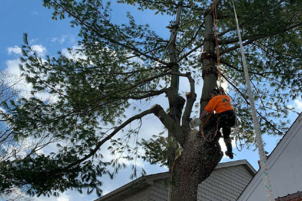 Tree Services Edgewood KY | Clark Tree Service