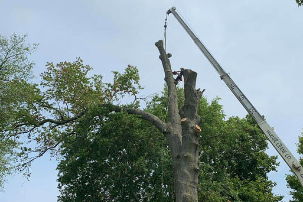 Tree Services Edgewood KY | Clark Tree Service
